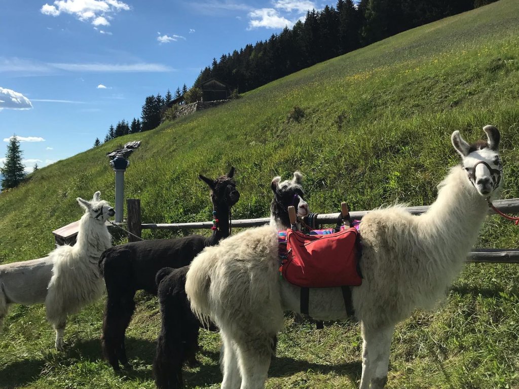 Riding stables & Lama trekking in Casies & Tesido / Montana